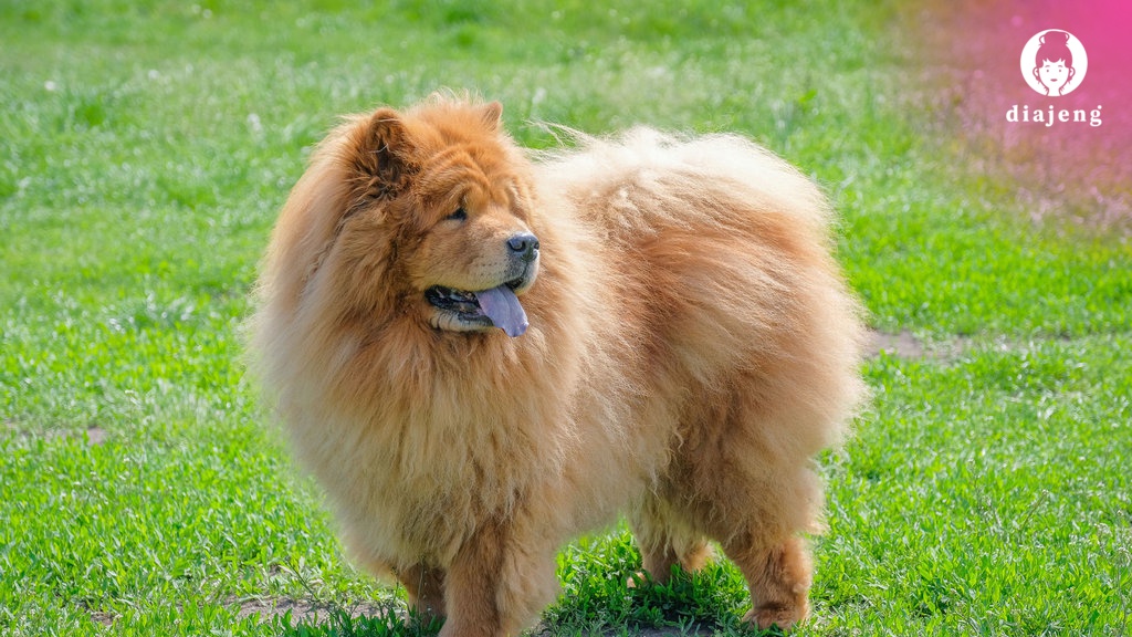 Fakta Anjing Chow Chow, Harga, dan Karakteristiknya