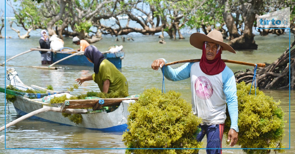 Kemenperin Siapkan Roadmap Industri Rumput Laut