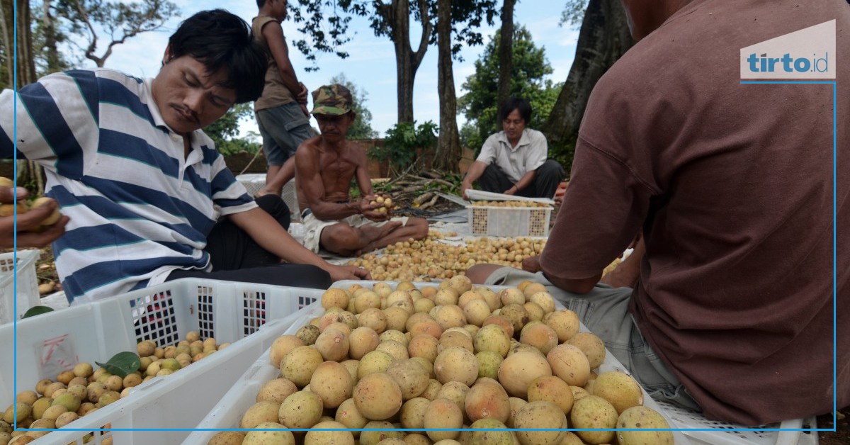 Manfaat Buah Duku, Kandungan Gizi & Bagaimana Cara Budidayanya?