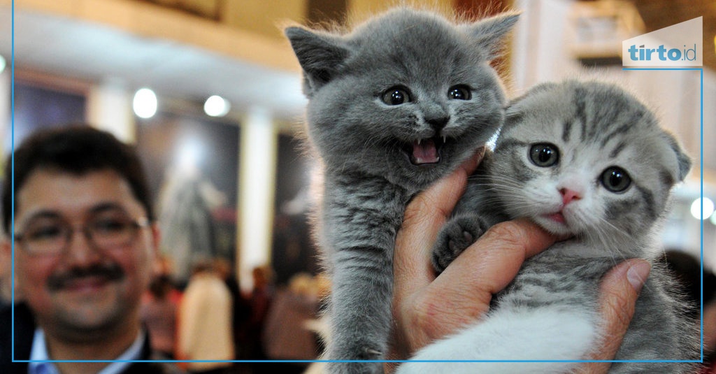 Kurangi Stres Karyawan, Perusahaan Sediakan Kucing di Kantor