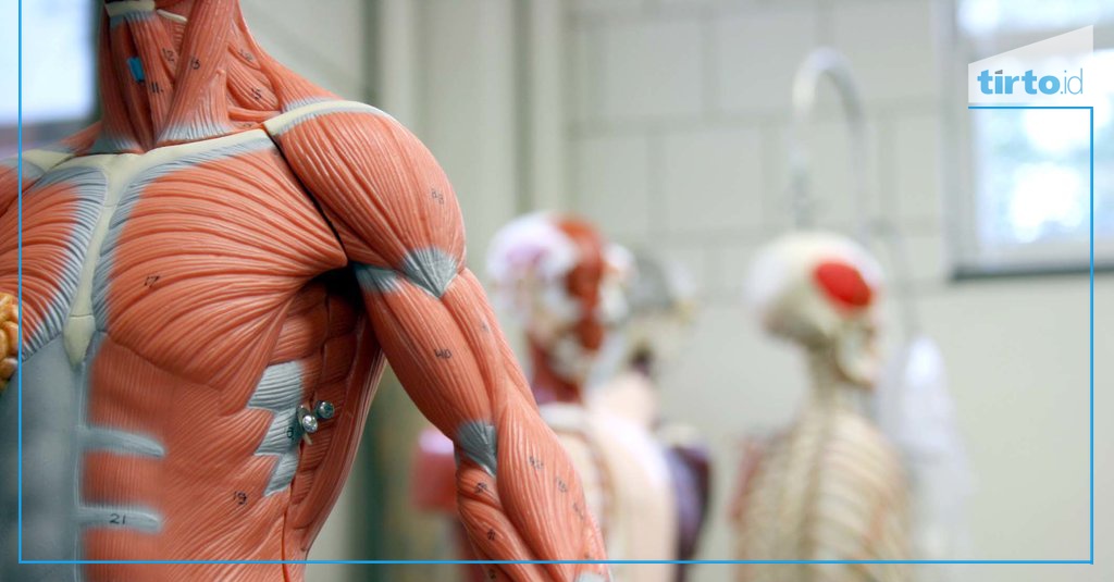 Bagaimana Tubuh Manusia di Masa Depan?