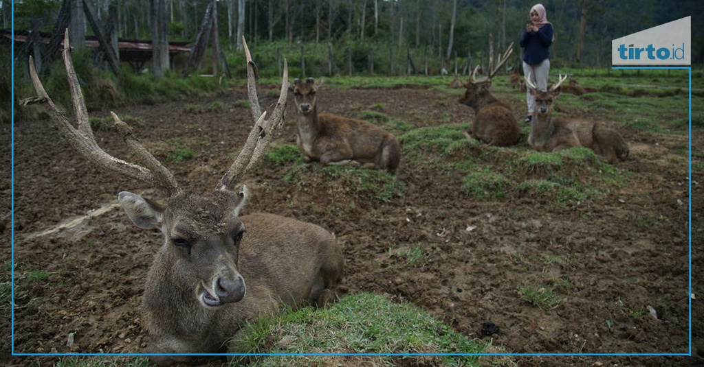 Apa Itu Edelweis Rawa Ranca Upas yang Rusak karena Event Trail?