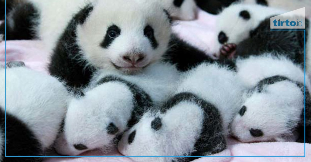 Di Balik Keberhasilan Cina Mengkonservasi Populasi Panda