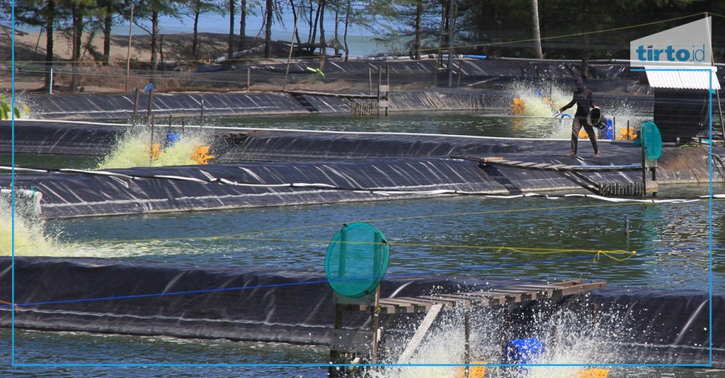 Jokowi Resmikan 60 Ha Tambak Udang di Kebumen Senilai Rp175 M