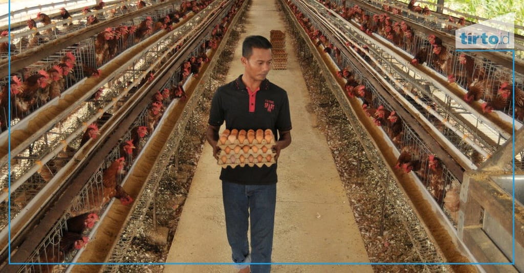 Update Harga Pangan: Telur dan Minyak Goreng Curah Mulai Turun
