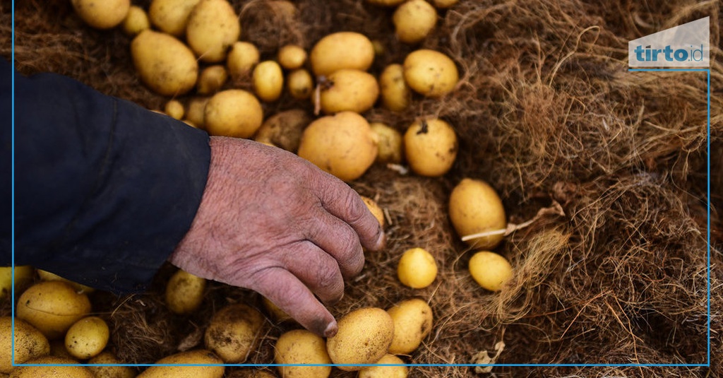 Pembibitan Kentang Dataran Tinggi Dieng