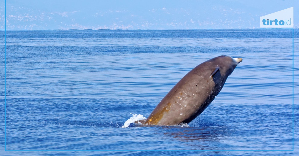 Mengenal Ordo Cetacea: Ciri-ciri dan Contoh Jenis Hewannya