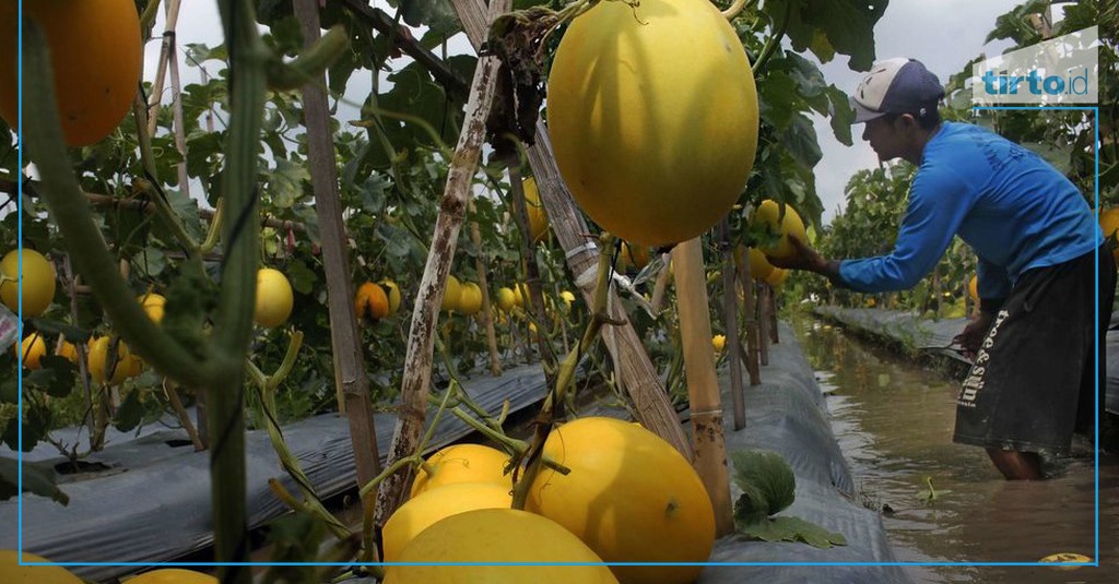 Cara Budidaya Buah Melon, Jenis-Jenis dan Bagaimana Tahapannya