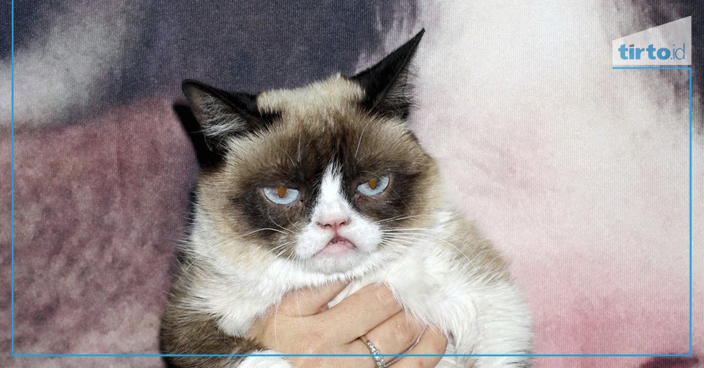 Grumpy Cat, Si Kucing Berwajah Cemberut Itu, Meninggal....