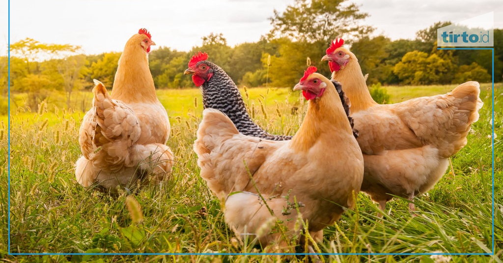 Cara Menyembelih Ayam agar Halal untuk Dikonsumsi Menurut Islam