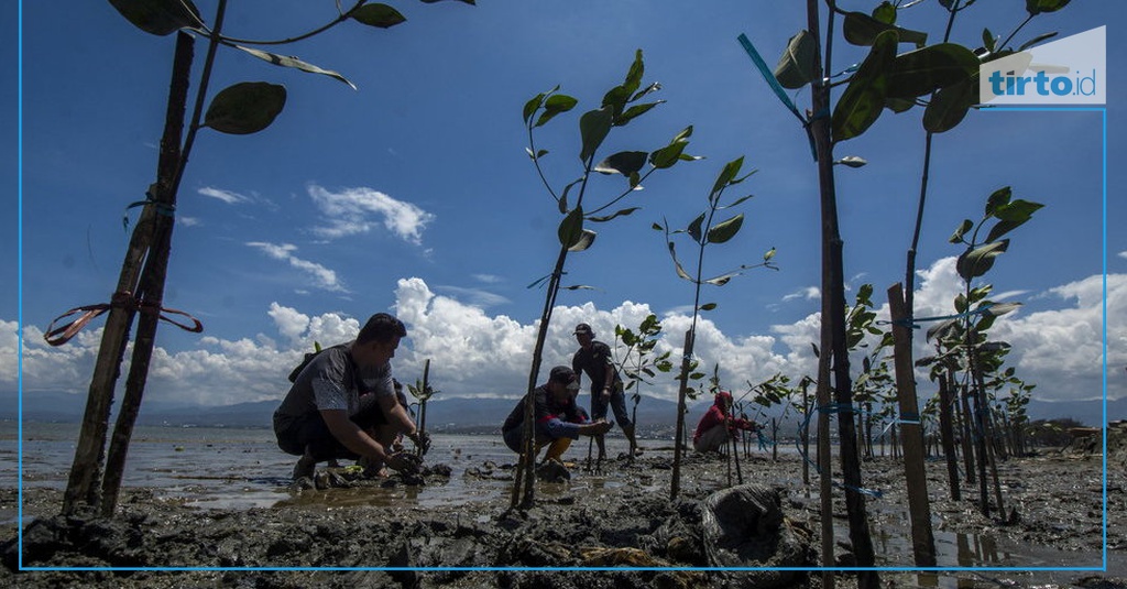 Jokowi Targetkan Rehabilitasi 34 Ribu Hektare Lahan Mangrove
