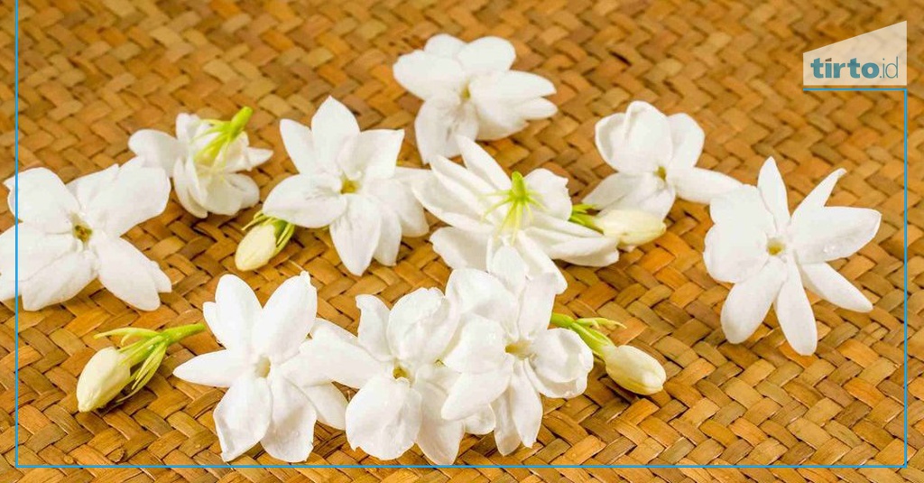 Manfaat Bunga Melati: Turunkan Berat Badan Hingga Jaga Pencernaan