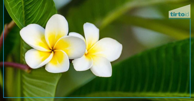 Kenali 5 Manfaat Minyak Bunga Kamboja Bagi Kesehatan