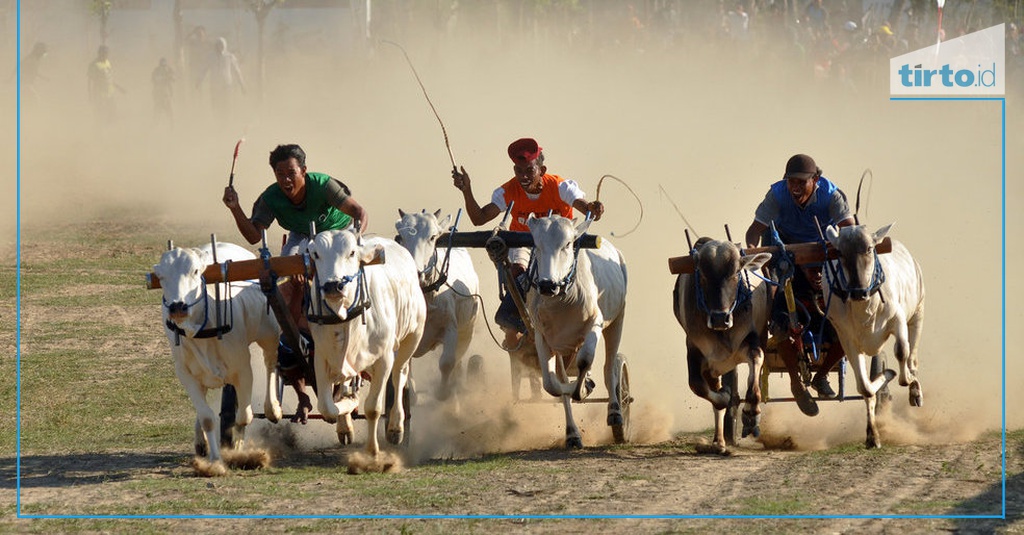 Sejarah Tradisi Karapan Sapi yang Berasal dari Daerah Madura
