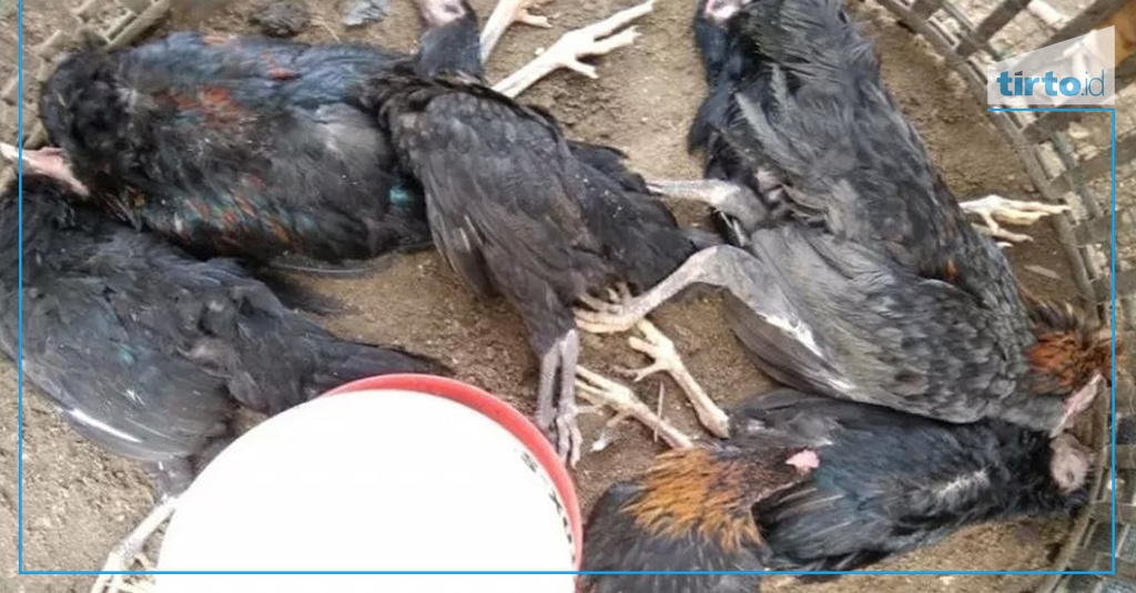 Flu Burung - 7 Gejala Flu Burung Pada Manusia dan 10 Cara Mencegahnya