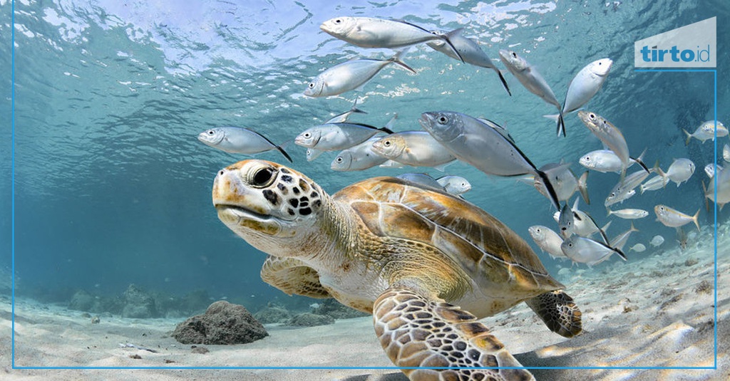 Mengenal Pengertian Laut & Samudra Serta Apa Perbedaan Keduanya