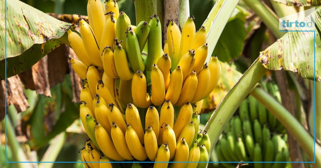 Sejarah Hidup Pisang, Buah Surga yang Menyerbu Seluruh Dunia