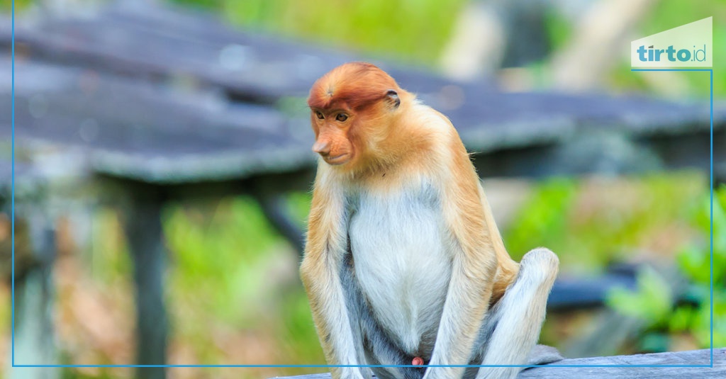 Apa Itu Nasalis Larvatus Monyet Bekantan Asal Kalimantan?