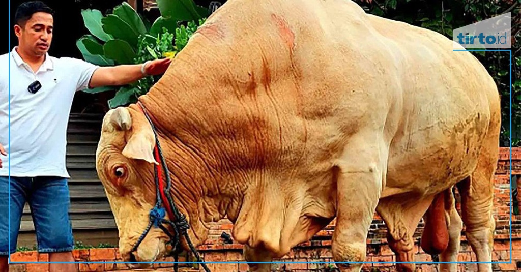 Apa Itu Sapi Wisanggeni dan Filosofi Penyebutan Namanya