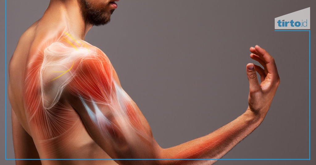 Cara Kerja Otot Rangka, Struktur, dan Fungsinya