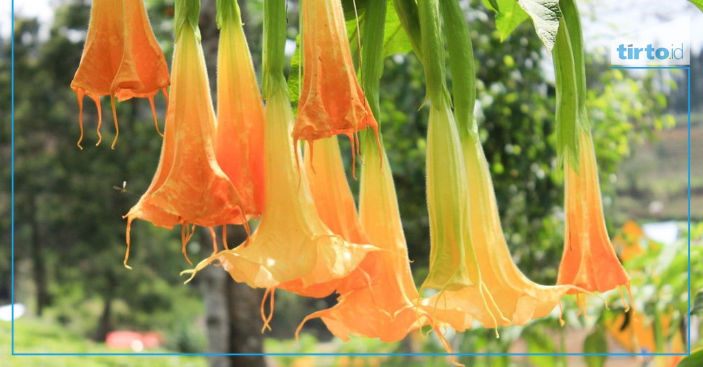 Apa Fungsi Benang Sari dan Penjelasan Bagian-Bagian Bunga