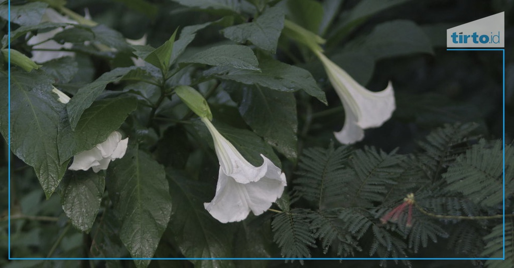 Mengenal Tanaman Kecubung, Manfaat & Efek Samping Mengonsumsinya
