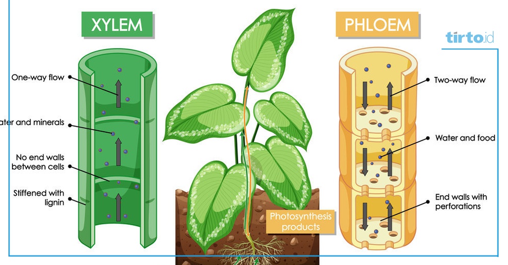 Mengenal Jaringan Xilem: Pengertian, Fungsi, dan Komponen Penyusun