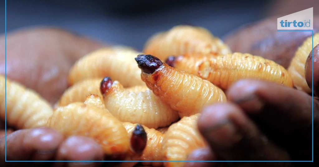 Beda Ulat Kayu dan Ulat Sagu, Apa Bisa Dimakan & Kandungan Gizi