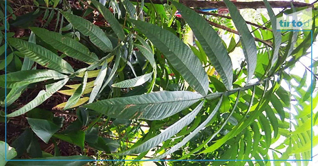 Apa Saja Manfaat Daun Sungkai & Khasiatnya Bagi Kesehatan Tubuh?