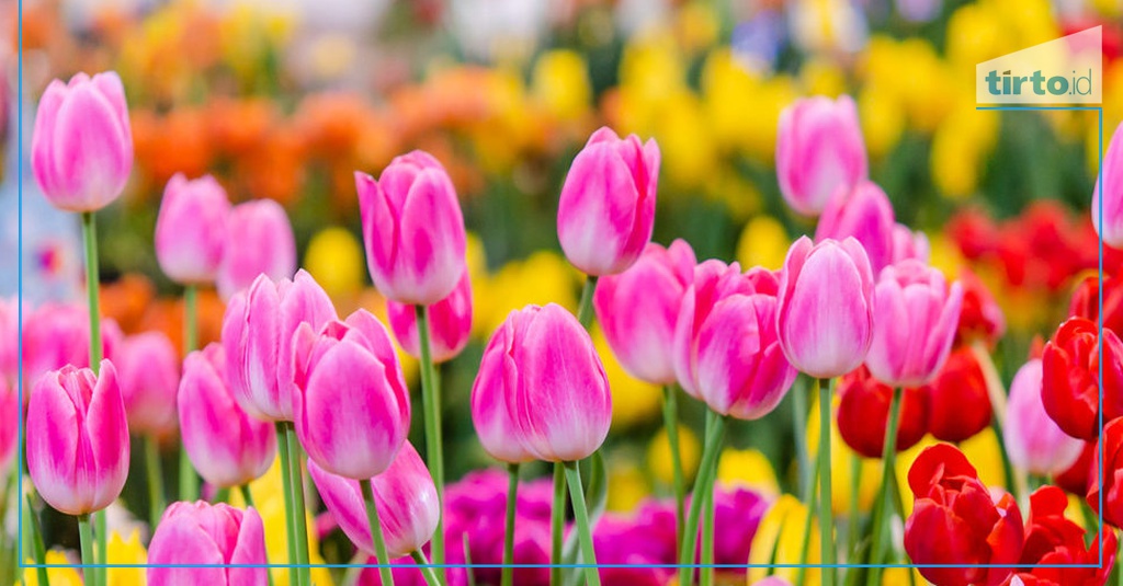 Contoh Keanekaragaman Gen pada Hewan, Tumbuhan, Manusia