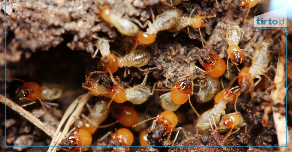 Ketahui 5 Cara Membasmi Rayap di Rumah dan Tips Mencegahnya