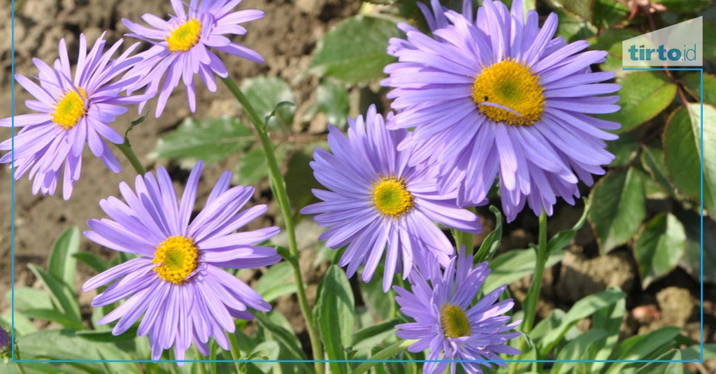 Makna Bunga Aster & Simbol dari Tiap Warnanya: Putih hingga Pink