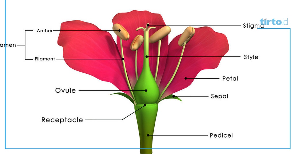 Materi IPA SD Kelas 4 Jenis dan Fungsi Bagian-bagian Bunga