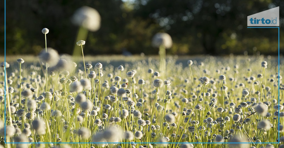 Benarkah Habitat Edelweis Rawa Hanya di Dua Negara di Dunia?