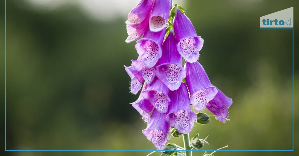 Mengenal Arti Bunga Foxglove, Ciri-ciri dan Ketahui Manfaatnya