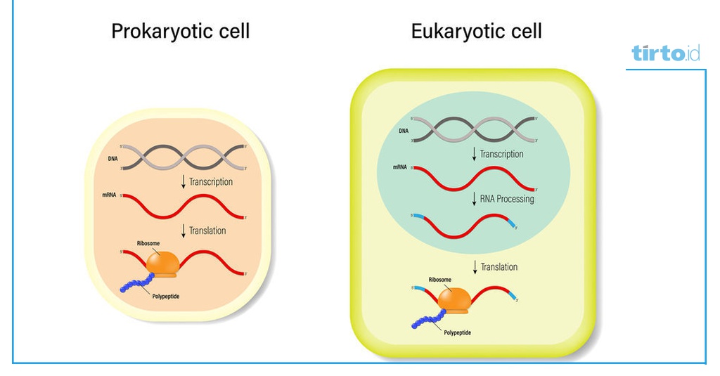 Perbedaan Sel Prokariotik dan Eukariotik Beserta Contohnya