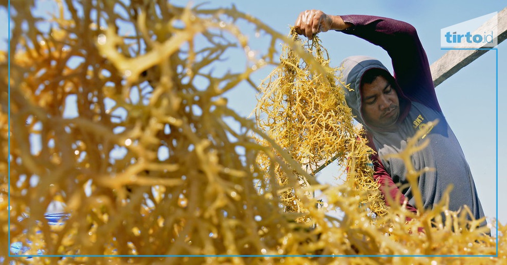 Jenis-Jenis Rumput Laut yang Bisa Dimakan dan Manfaatnya