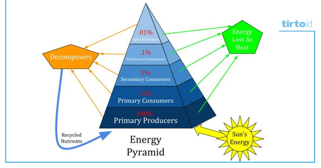 Faktor Penyebab Berkurangnya Energi pada Piramida Energi