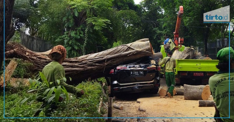Pohon Dekat Rumah Prabowo Tumbang, Menimpa Satu Toyota Fortuner