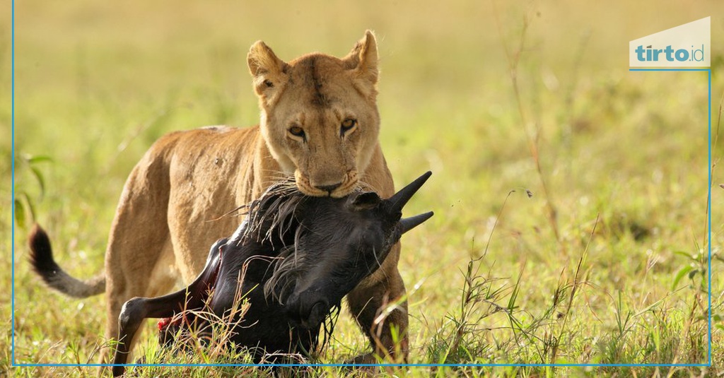 20 Contoh Predasi dalam Ekosistem dan Penjelasannya