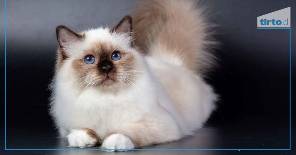 Kucing Himalaya: Jenis, Karakter, dan Tips Merawatnya