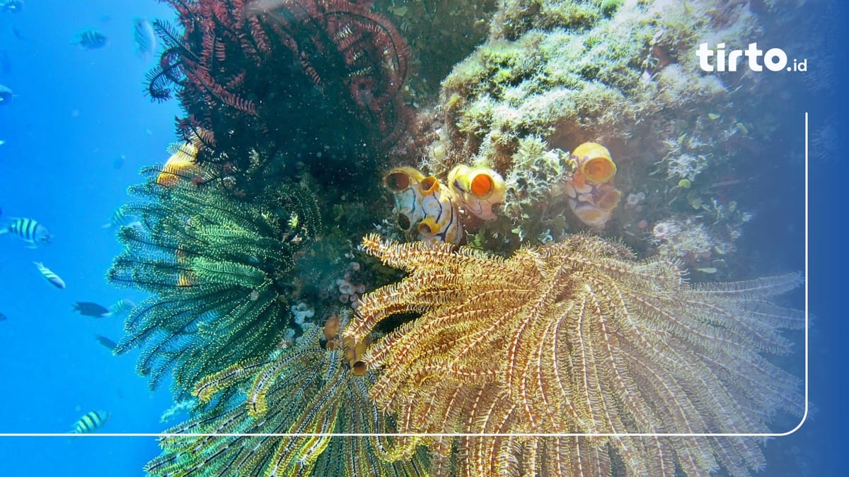 Rangkuman Materi Biologi: Jenis-Jenis Ekosistem Laut dan Contohnya