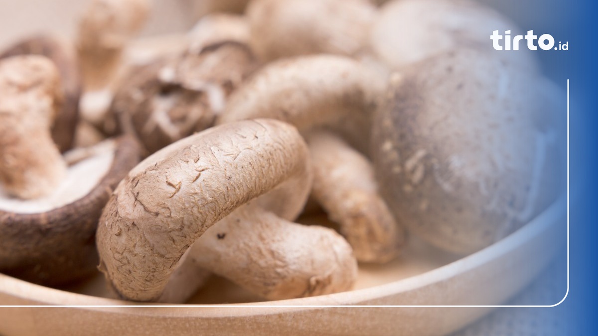 Cara Budidaya Jamur Kancing dengan Mudah dan 4 Tahapannya