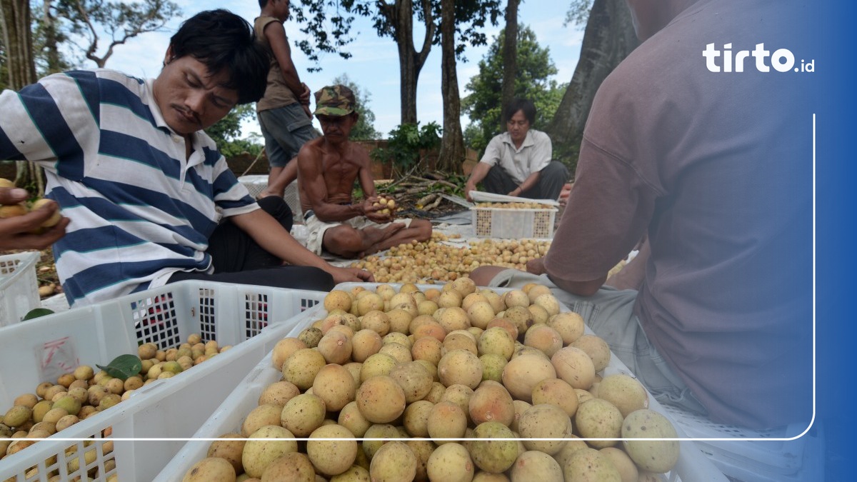 Manfaat Buah Duku, Kandungan Gizi & Bagaimana Cara Budidayanya?