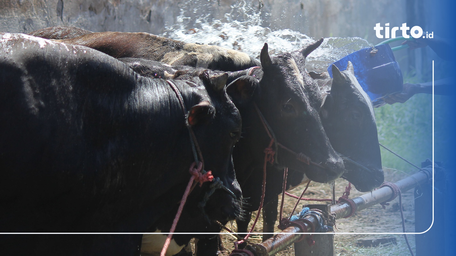 Impor Daging Sapi Brasil, PT Berdikari: Untuk Kebutuhan di RI Saja
