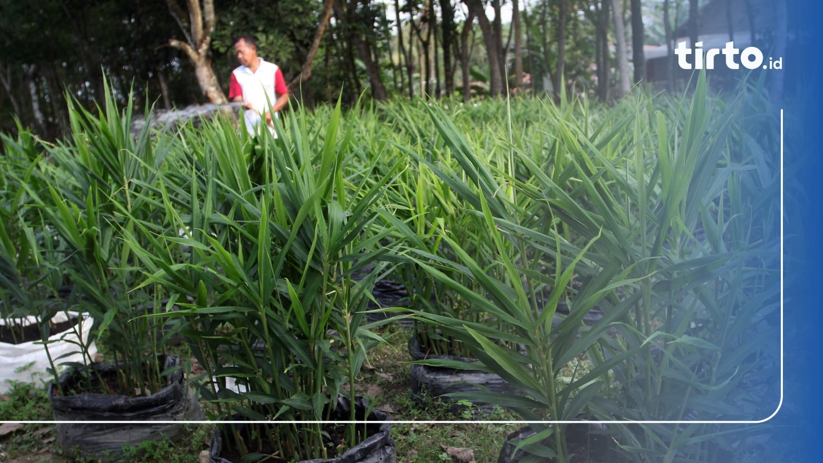 Cara Budidaya Jahe dalam Pot dan Polybag Beserta Tahapannya