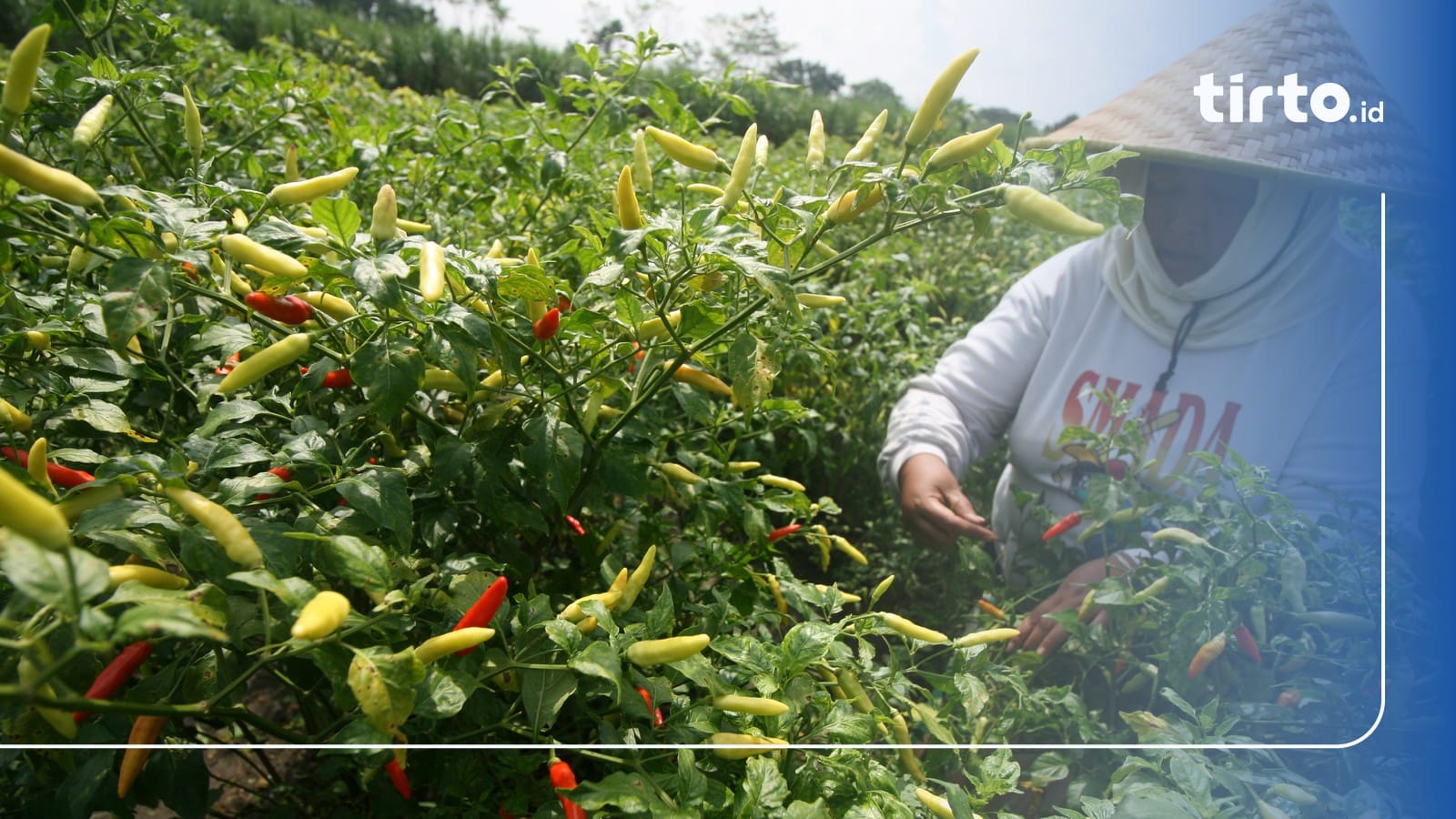 Cara Menanam Cabe di Lahan Kering: Budidaya Cabai Rawit