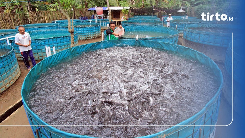 Contoh Ikan Konsumsi yang Dibudidayakan di Kolam Air Tawar