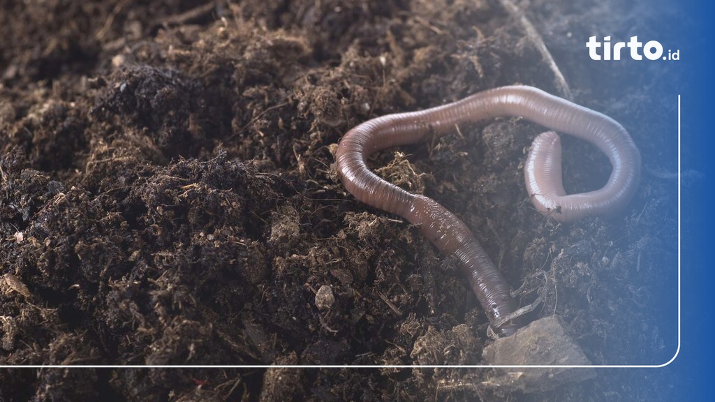 Apa Perbedaan Dekomposer dan Detritivor Beserta Contohnya?