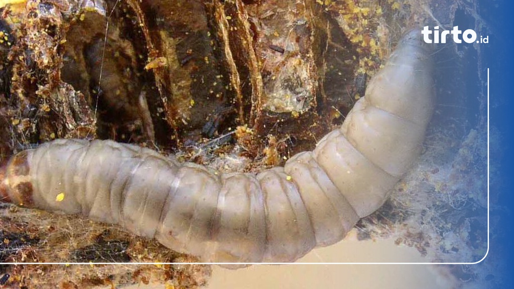Klasifikasi Hewan Invertebrata & Contohnya: Vermes hingga Mollusca